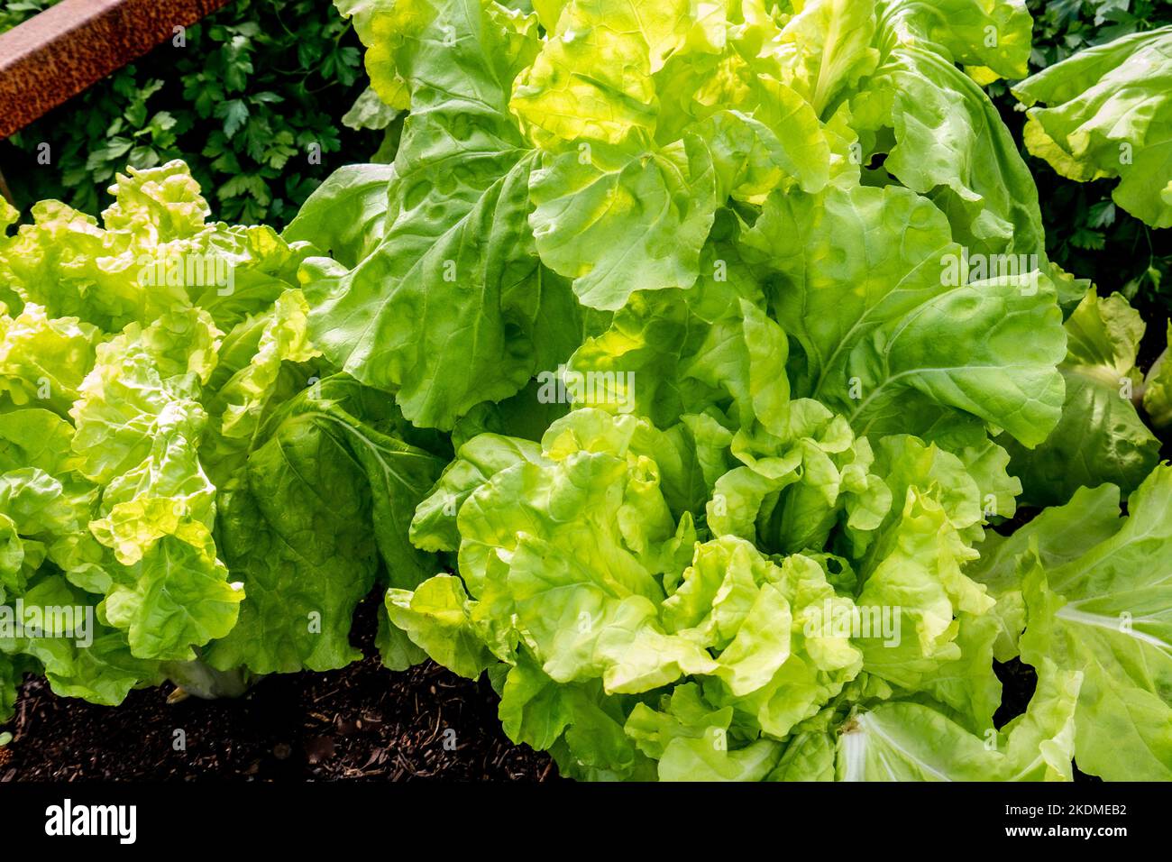 Brassica rapa var chinensis tokyo bekana Banque de photographies et d ...