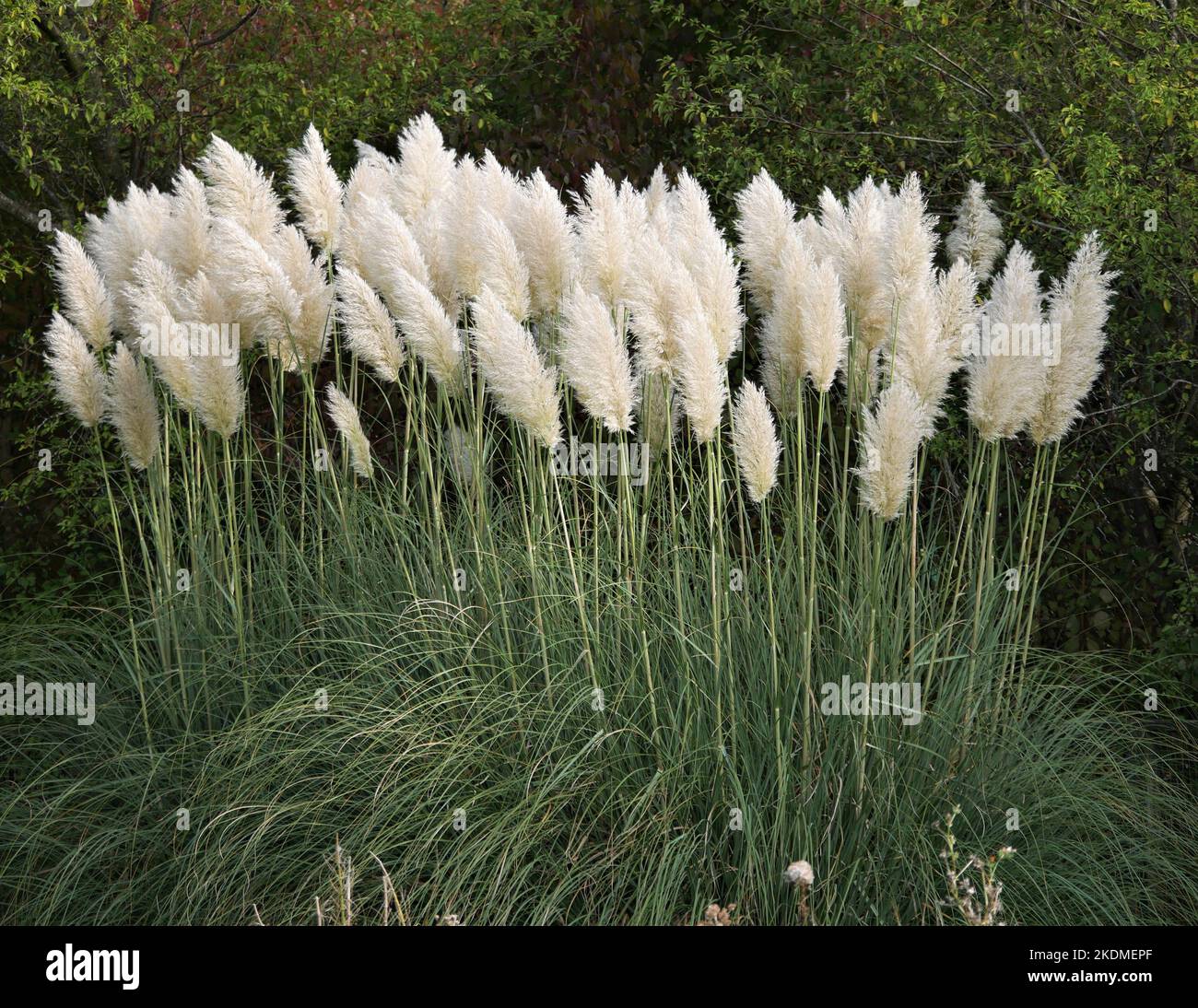 White pampas grass cortaderia selloana Banque de photographies et d ...
