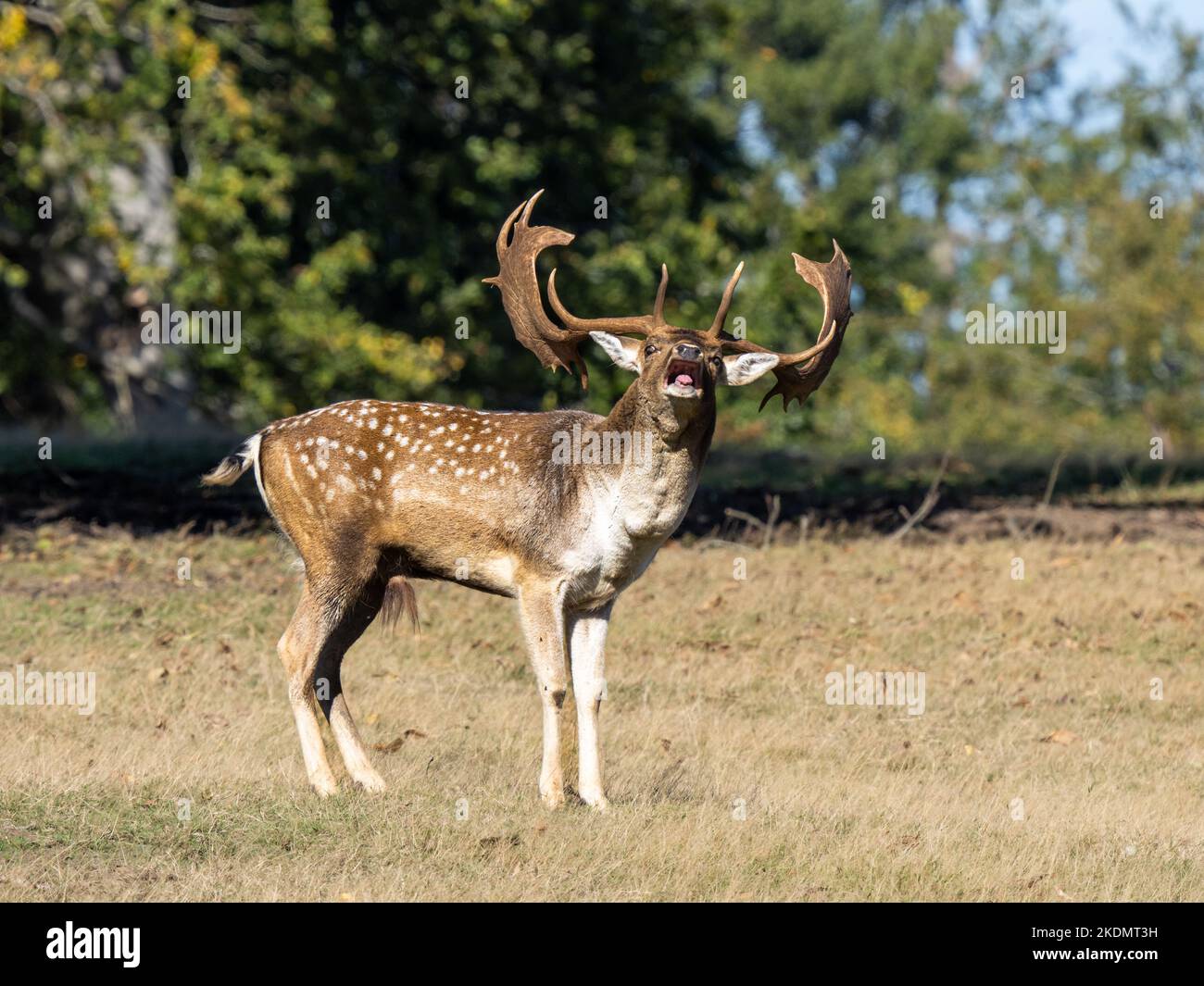 Fallow deer hind Banque de photographies et d’images à haute résolution ...