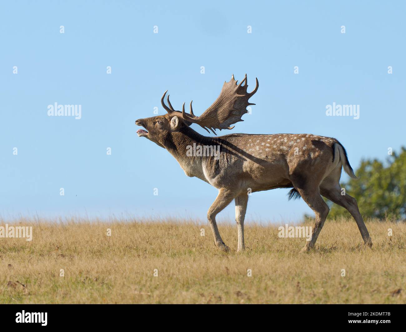 Fallow deer hind Banque de photographies et d’images à haute résolution ...