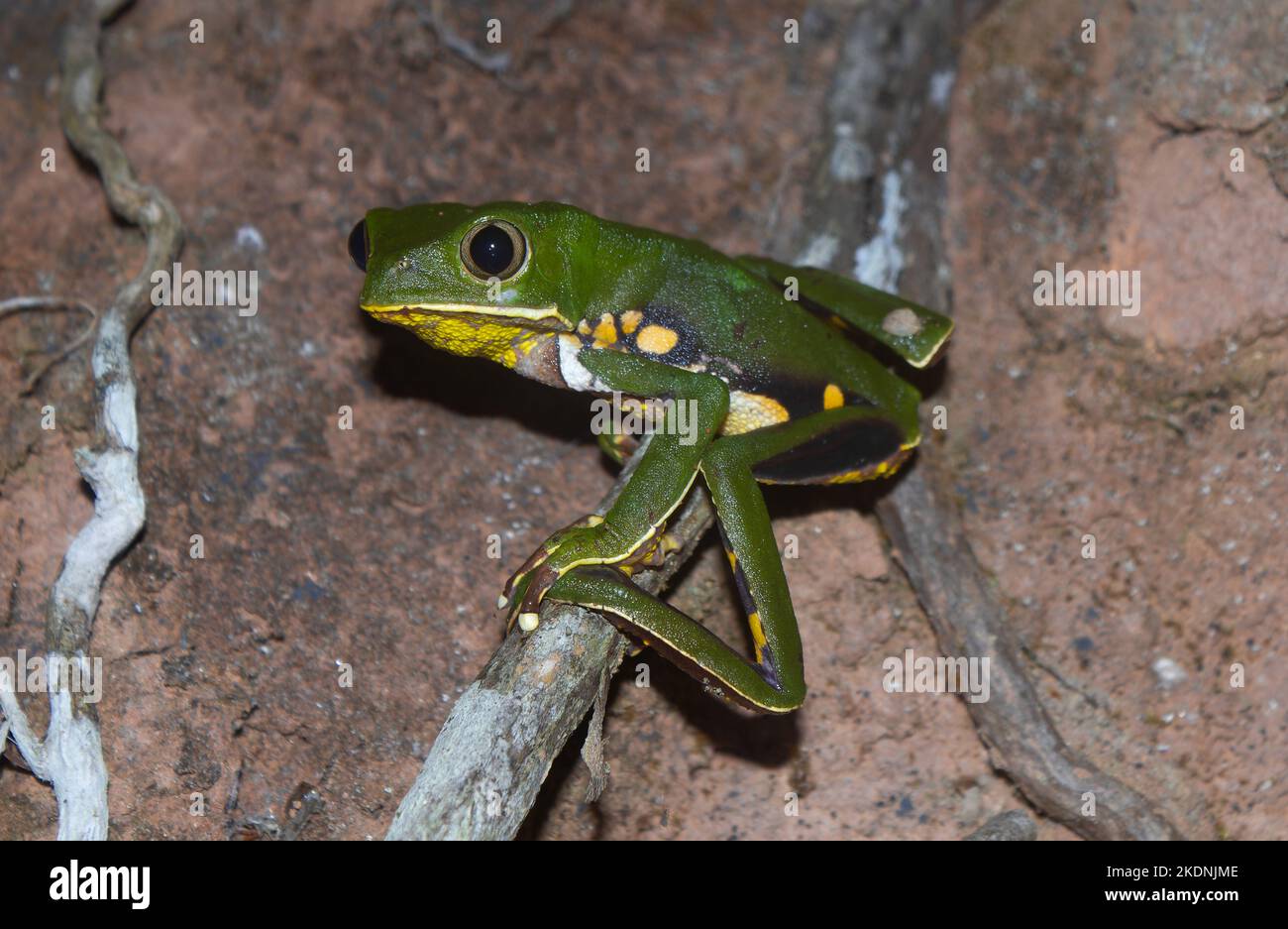 Animales vertebrados anfibios Banque de photographies et d’images à ...
