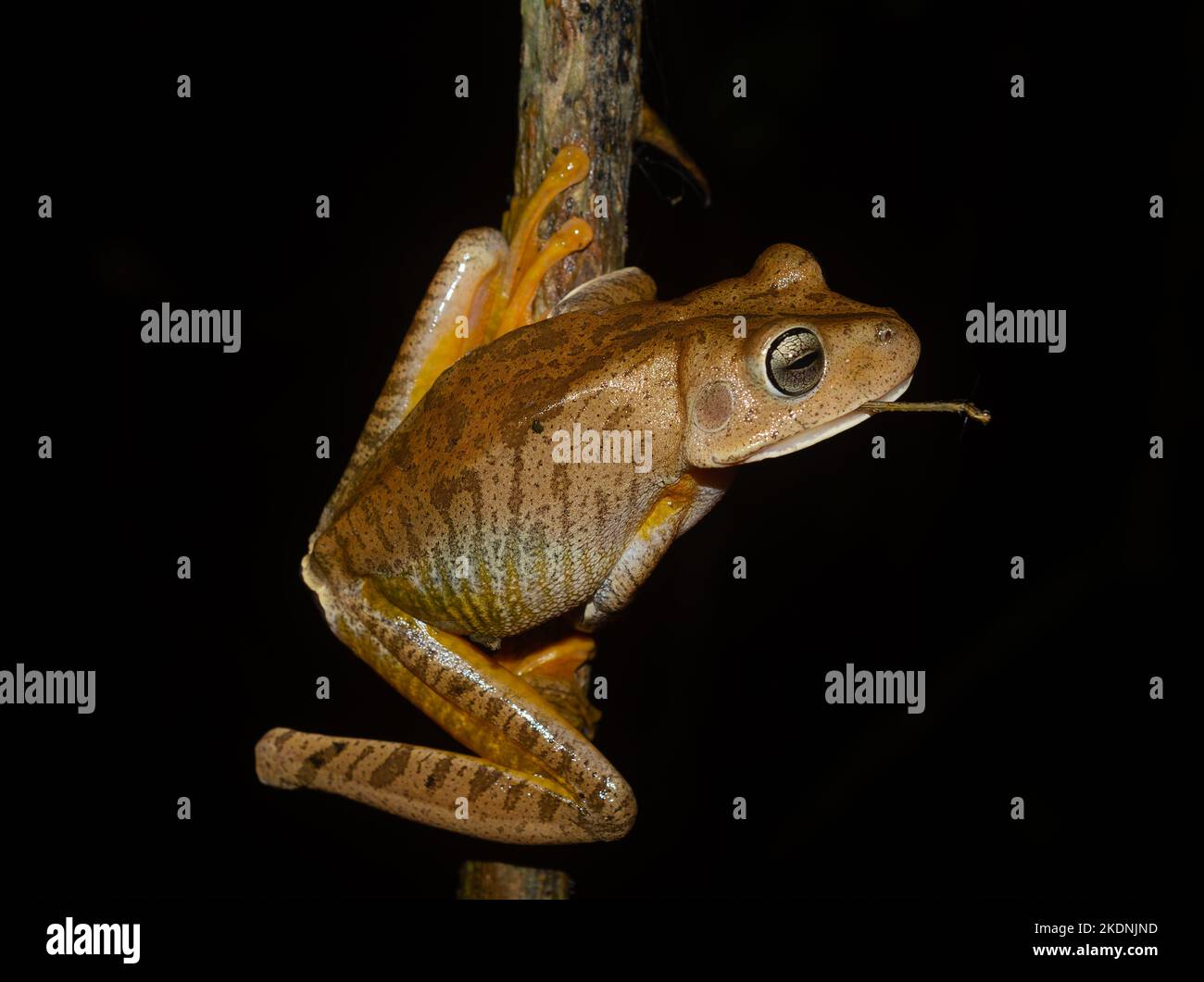 Animales vertebrados anfibios Banque de photographies et d’images à ...