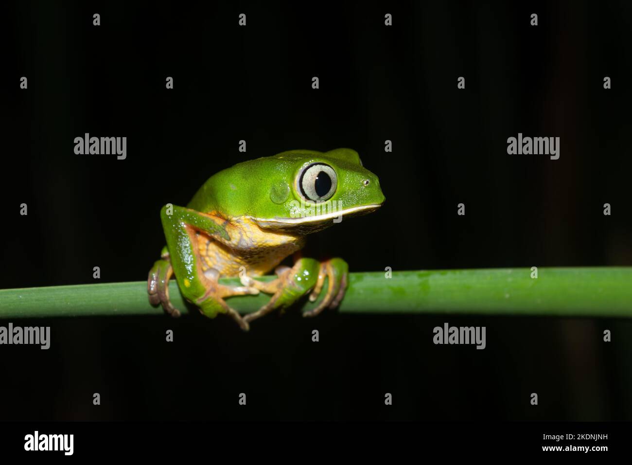 Animales vertebrados anfibios Banque de photographies et d’images à ...