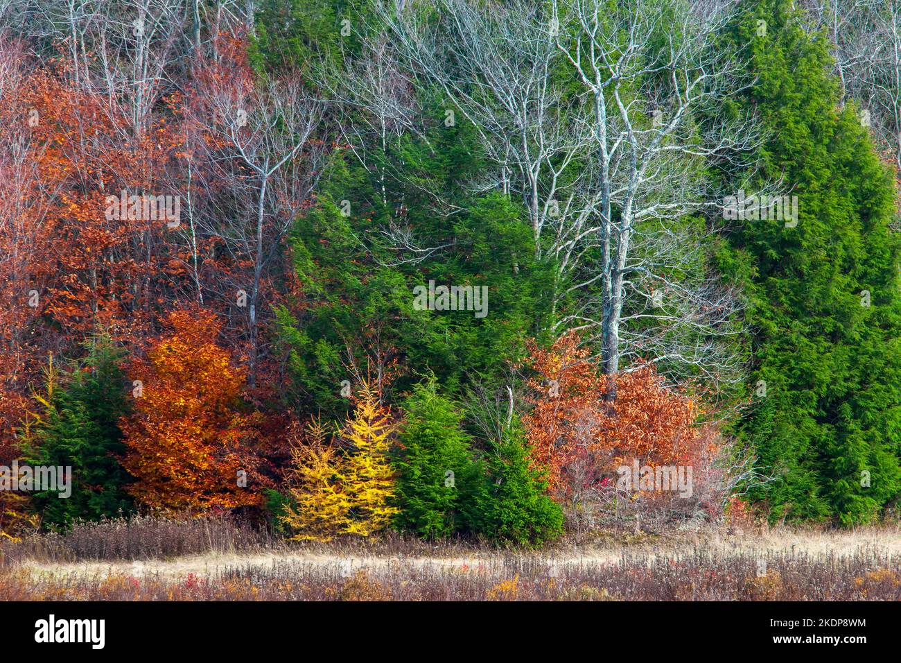 Un bord de forêt de feuillus, de conifères et de verge aurifère fournit ...