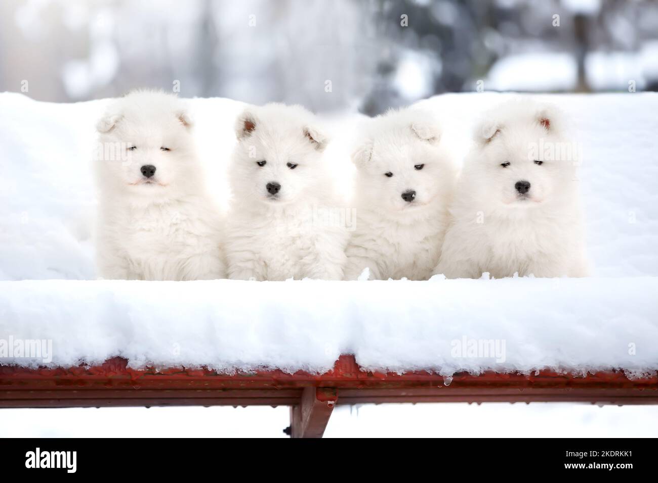 Samoyed group Banque de photographies et d’images à haute résolution ...