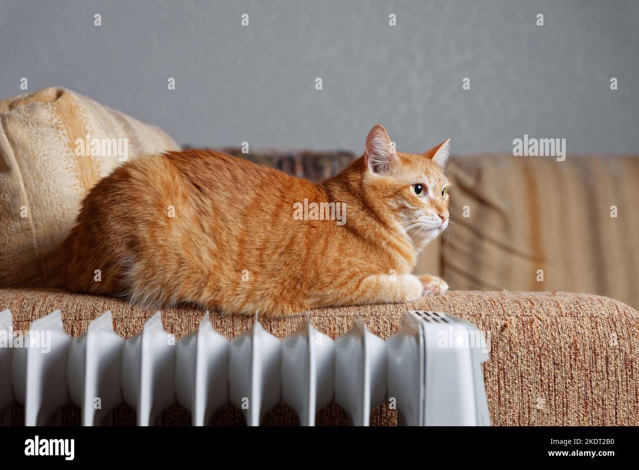 Le chat rouge se trouve sur l'accoudoir du canapé à côté du réchauffeur ...