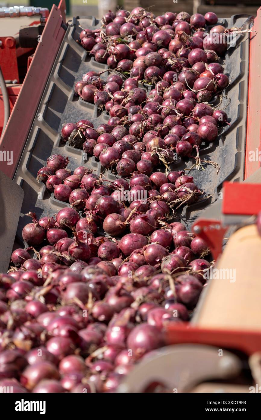 Onion sorting Banque de photographies et d’images à haute résolution ...