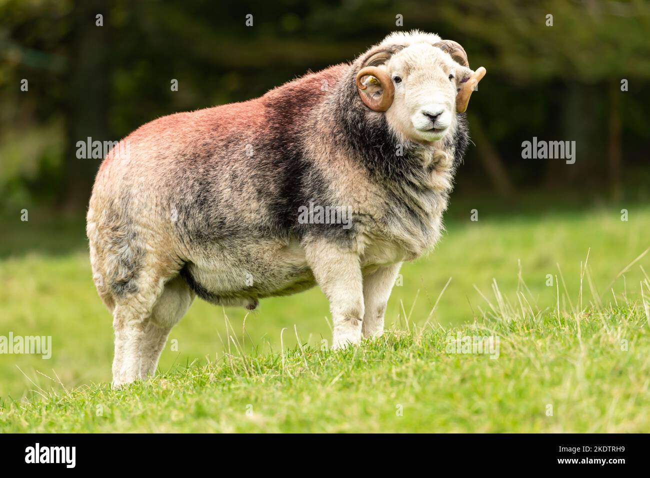 Une belle RAM de Herdwick ou des moutons mâles en automne, face à l ...