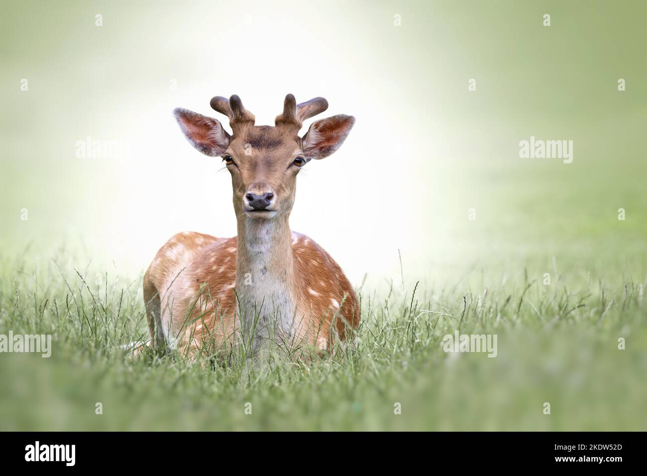 Vietnamese sika deer Banque de photographies et d’images à haute ...