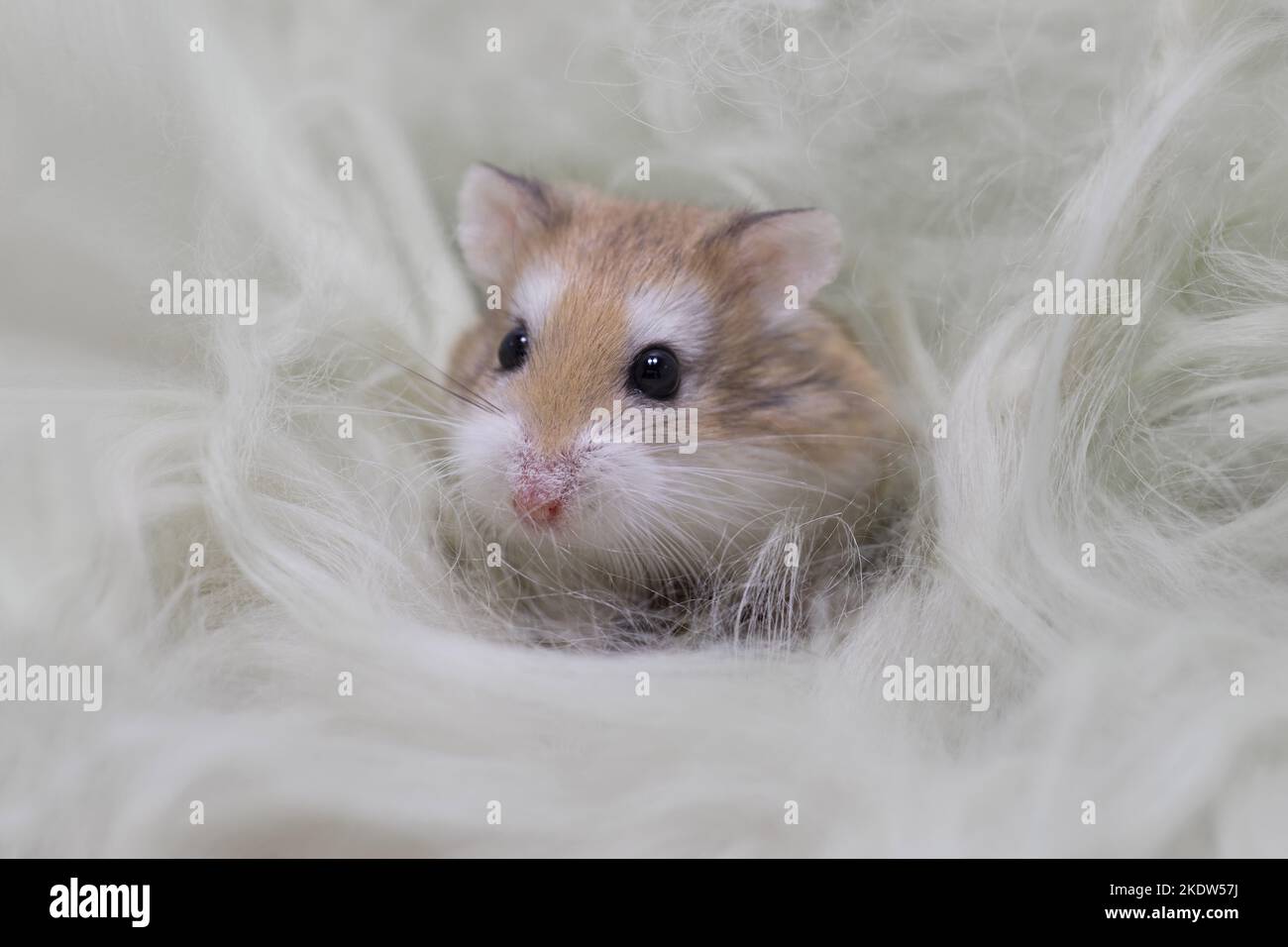 Roborovski hamster phodopus roborovskii Banque de photographies et d ...