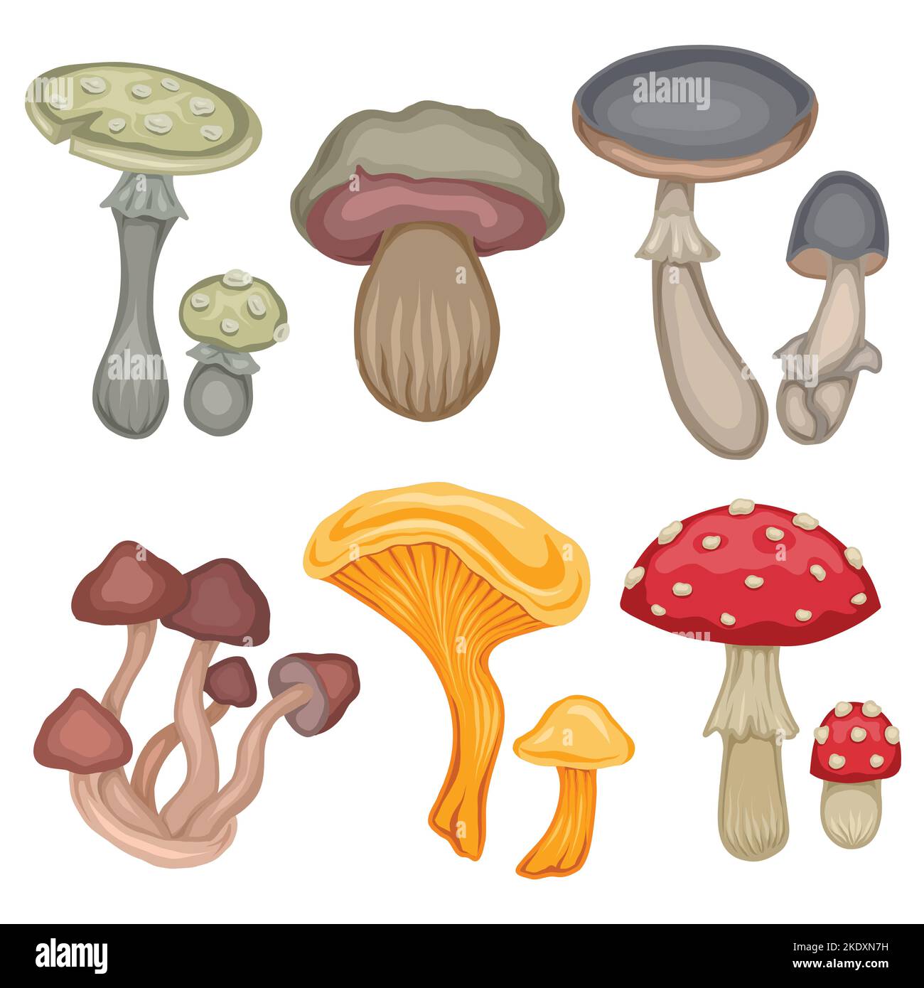 Ensemble vectoriel de dessins animés colorés divers champignons ...