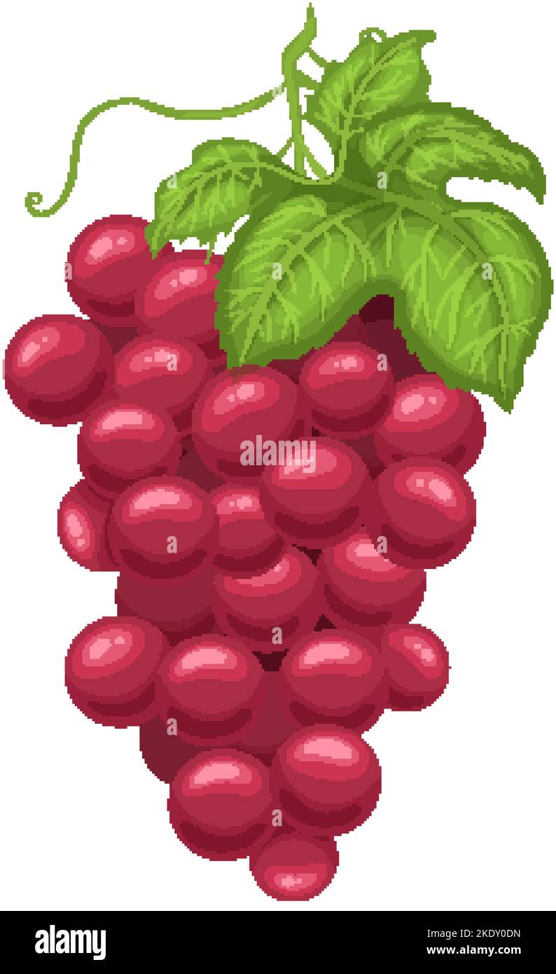 Grappe de graines vertes Banque d'images vectorielles - Alamy