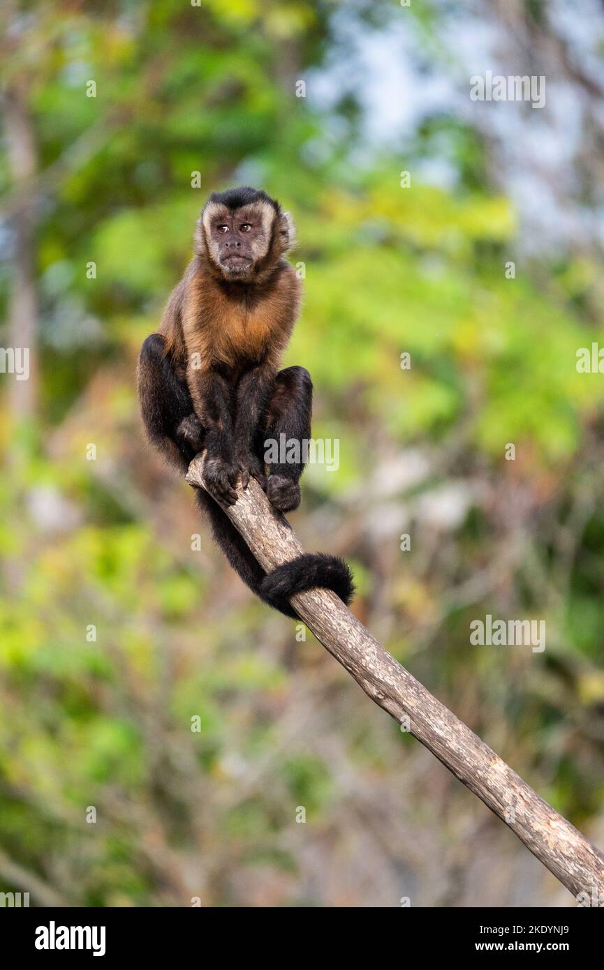 Singes capucins Banque de photographies et d’images à haute résolution ...
