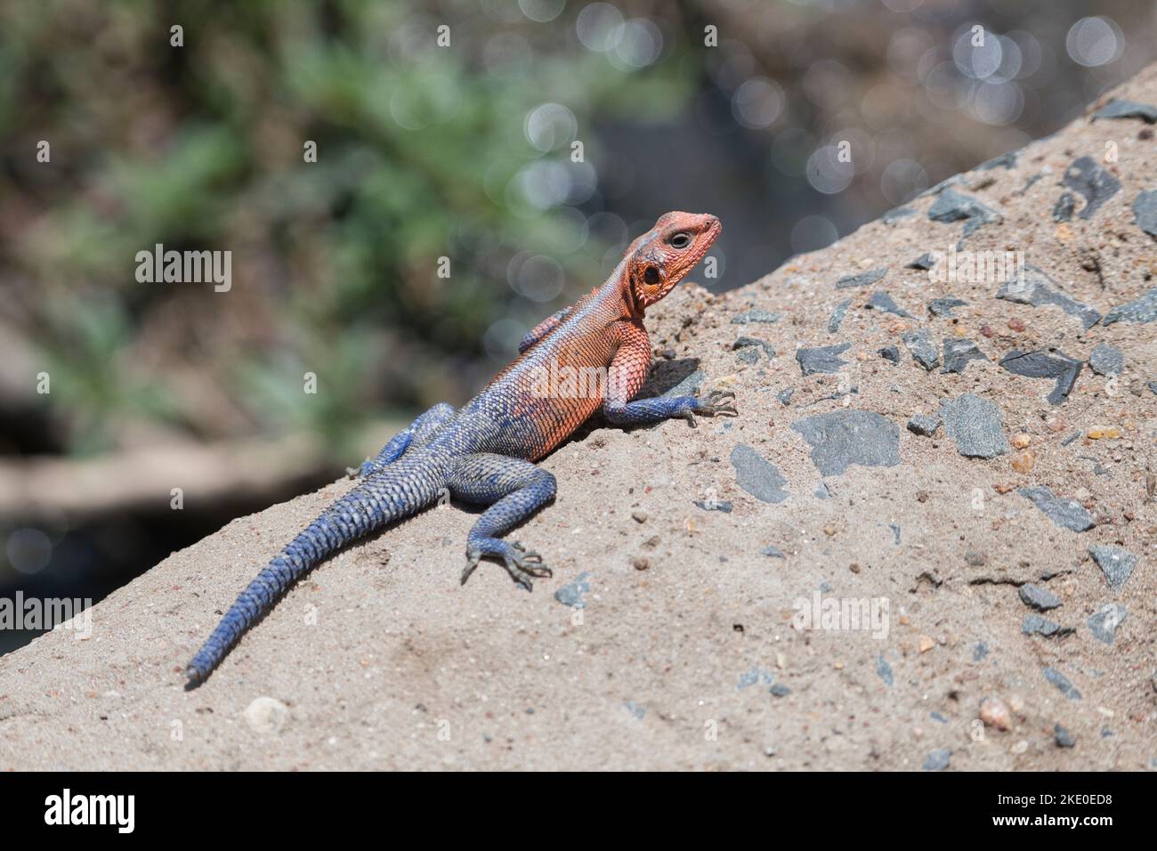 Agama agama agama Banque de photographies et d’images à haute ...