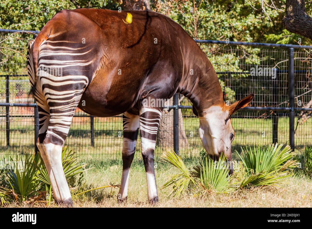 Gros plan d'un okapi en train de manger Banque de photographies et d ...
