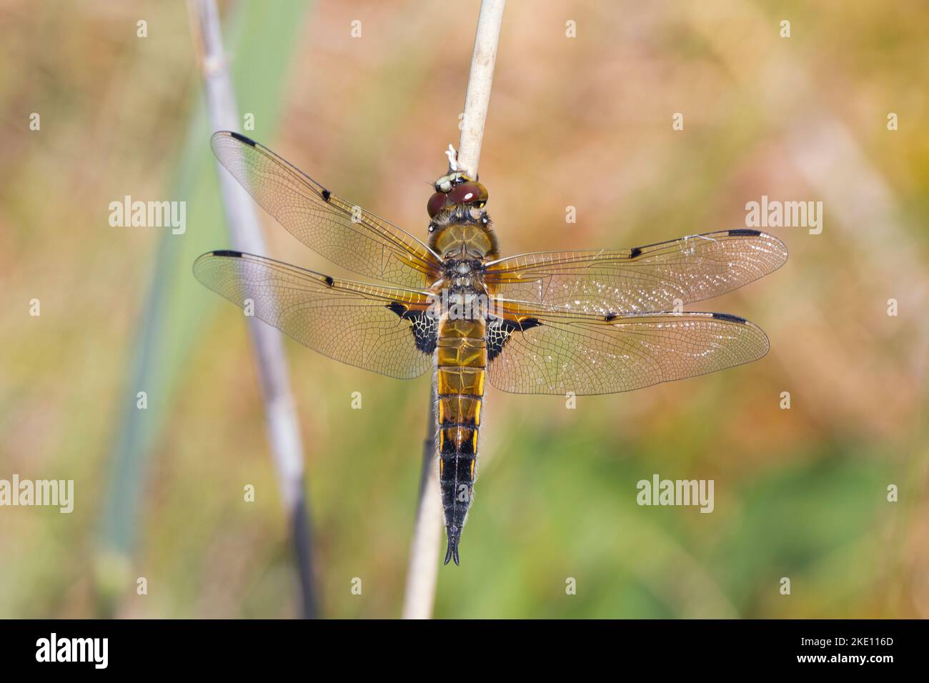 Libelle odonata Banque de photographies et d’images à haute résolution ...