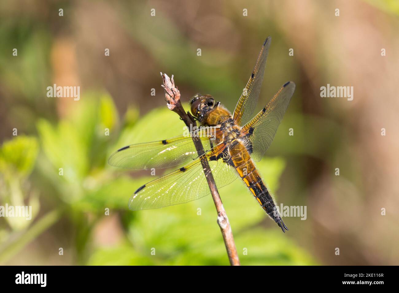 Libelle odonata Banque de photographies et d’images à haute résolution ...