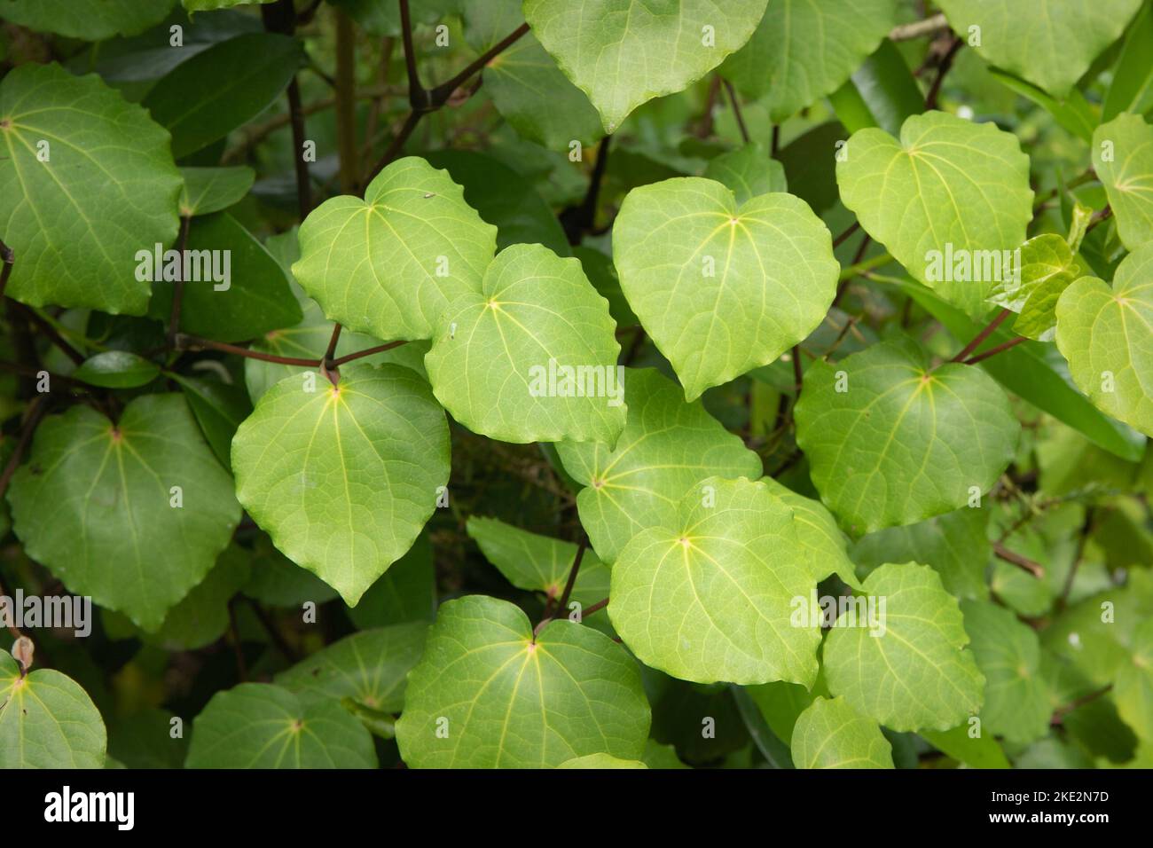 Arbre kawakawa Banque de photographies et d’images à haute résolution ...
