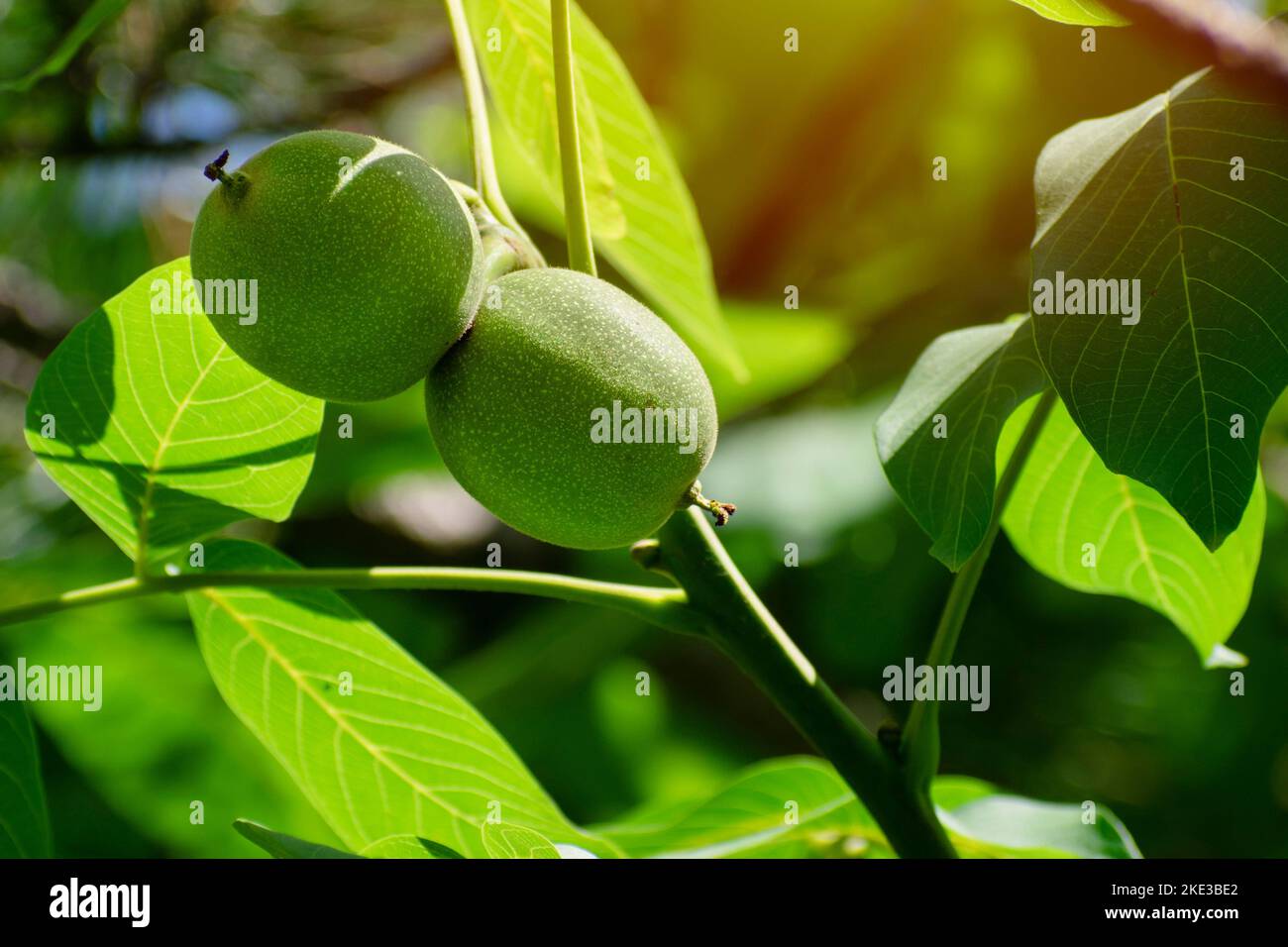 Noix qui poussent sur un arbre Banque de photographies et d’images à ...