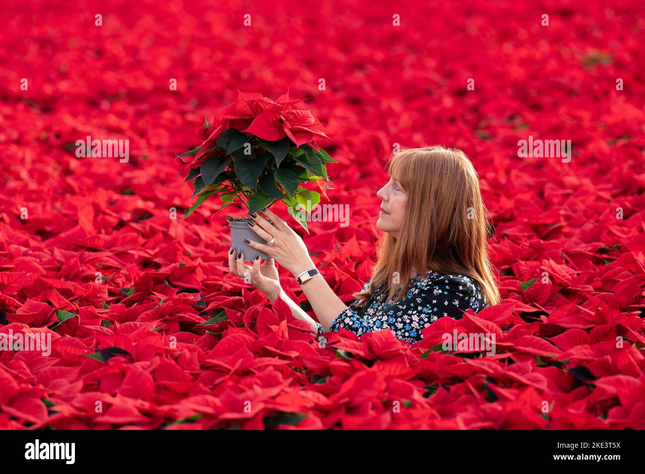 Lisa Lindfield inspecte la culture de Poinsettias à Bridge Farm Group à ...