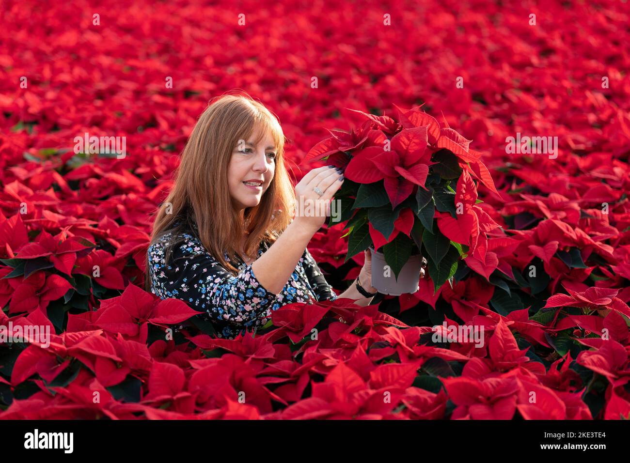 Lisa Lindfield inspecte la culture de Poinsettias à Bridge Farm Group à ...