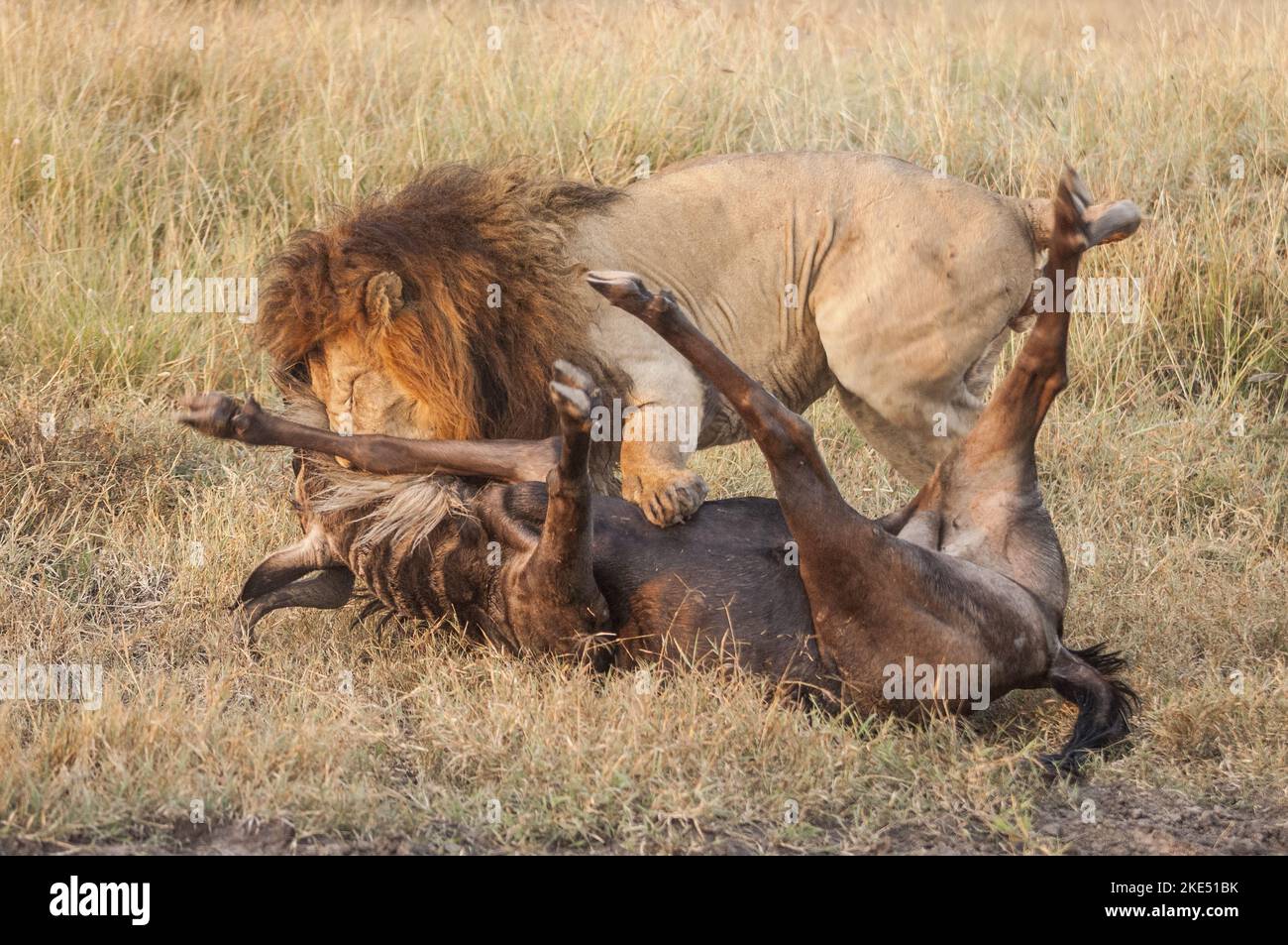 Tuer deux lions Banque de photographies et d’images à haute résolution - Alamy