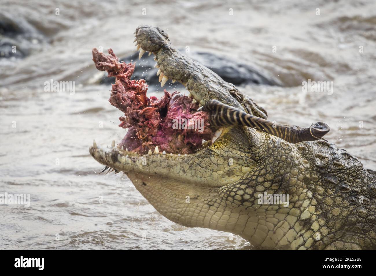 Crocodile attack zebra Banque de photographies et d’images à haute résolution - Alamy