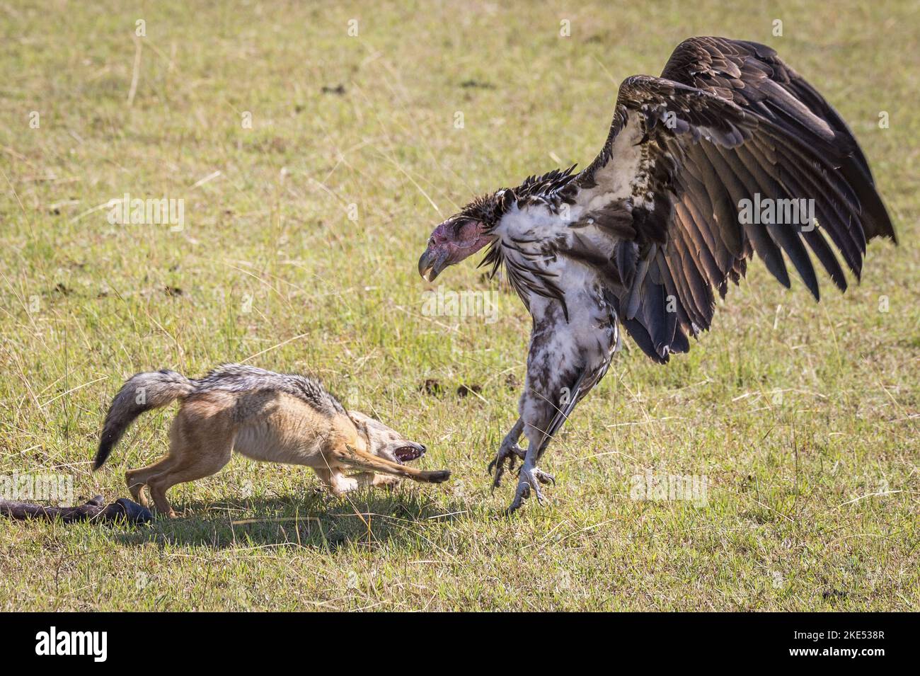 Vultures attack Banque de photographies et d’images à haute résolution ...