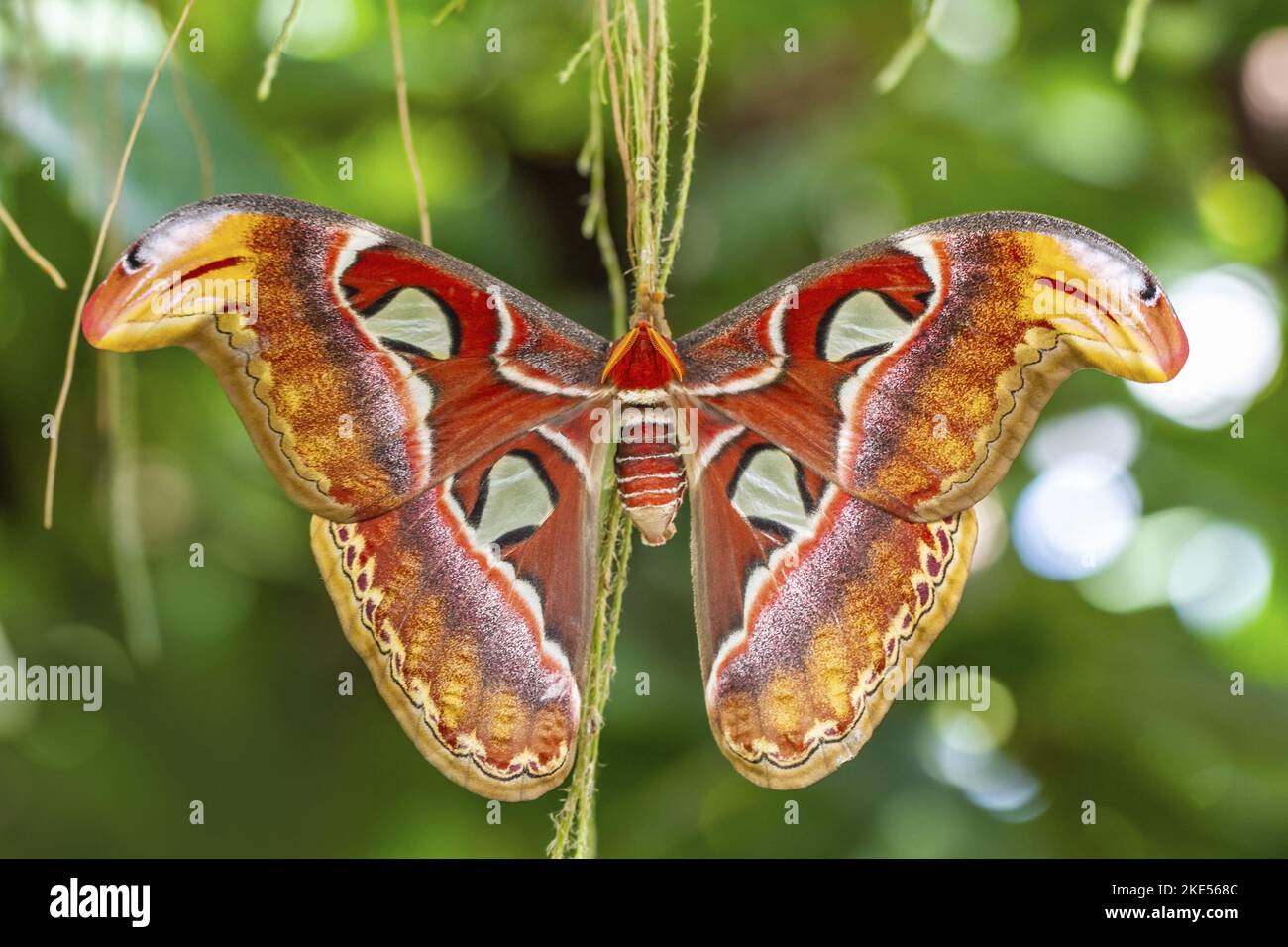 Atlas moths Banque de photographies et d’images à haute résolution - Alamy