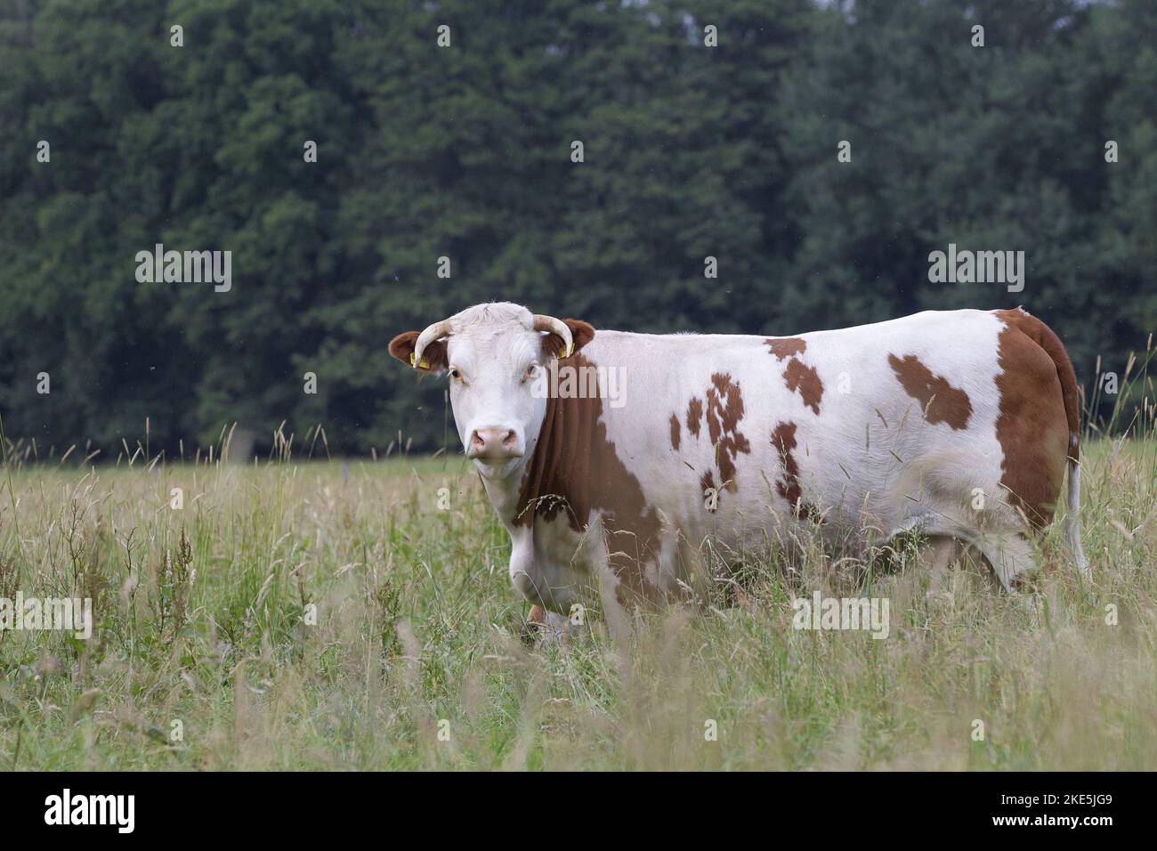 Hinterwald cattle cow standing Banque de photographies et d’images à ...