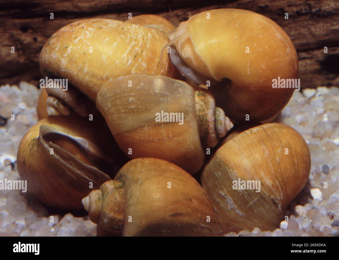 Pomacea bridgesii, noms communs l'escargot de pomme à pointes ou ...