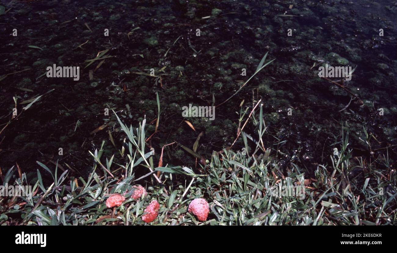 Escargots de compagnie Banque de photographies et d’images à haute ...