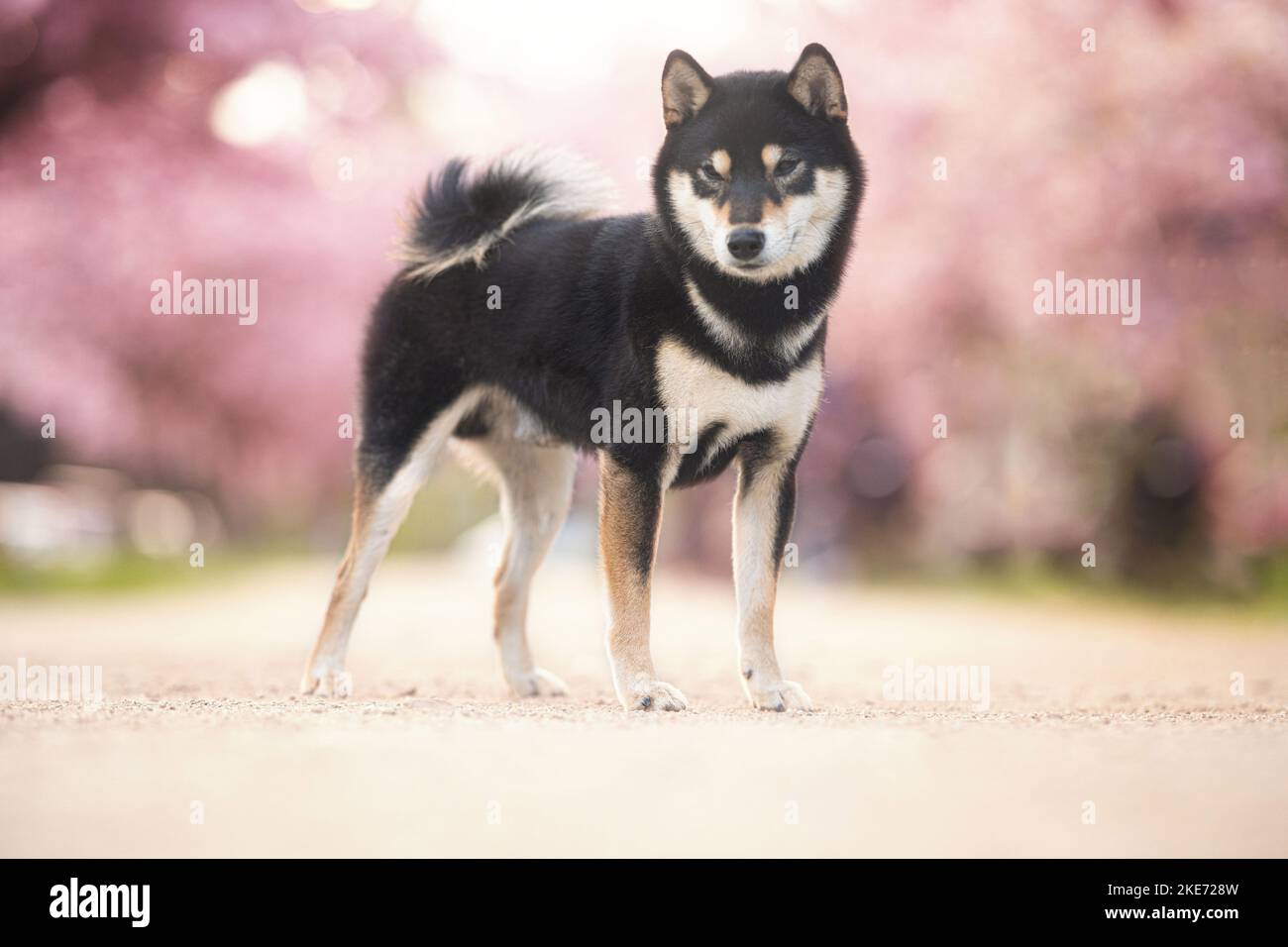 Black and tan shiba inu Banque de photographies et d’images à haute résolution - Alamy