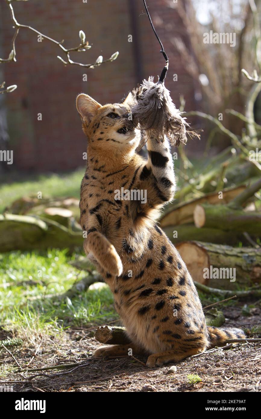 Savannah f1 cat Banque de photographies et d’images à haute résolution ...