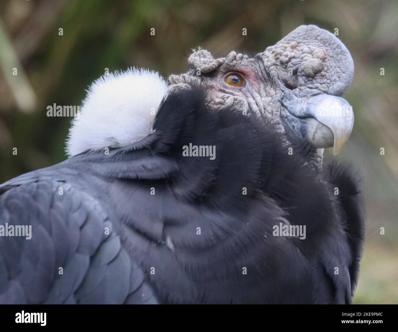 Condor andin (Vultur gryphus), Parque Condor (Condor Park), Otavalo ...