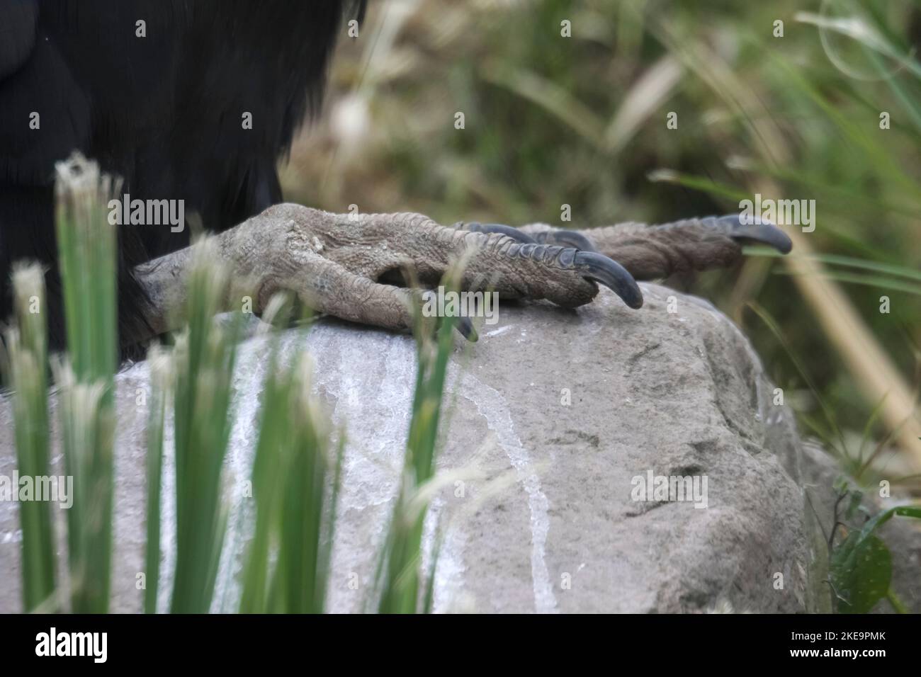 Condor andin (Vultur gryphus), Parque Condor (Condor Park), Otavalo ...