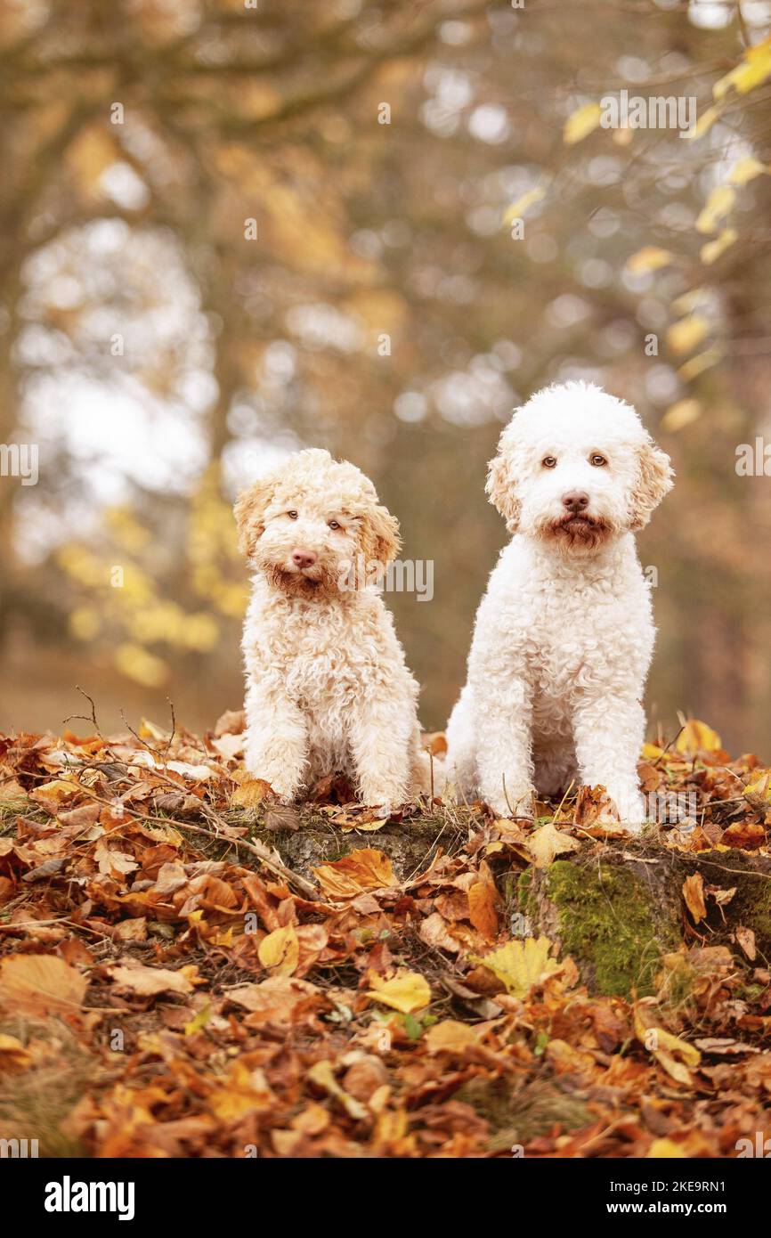 Dog lagotto romagnolo truffle beige Banque de photographies et d’images ...