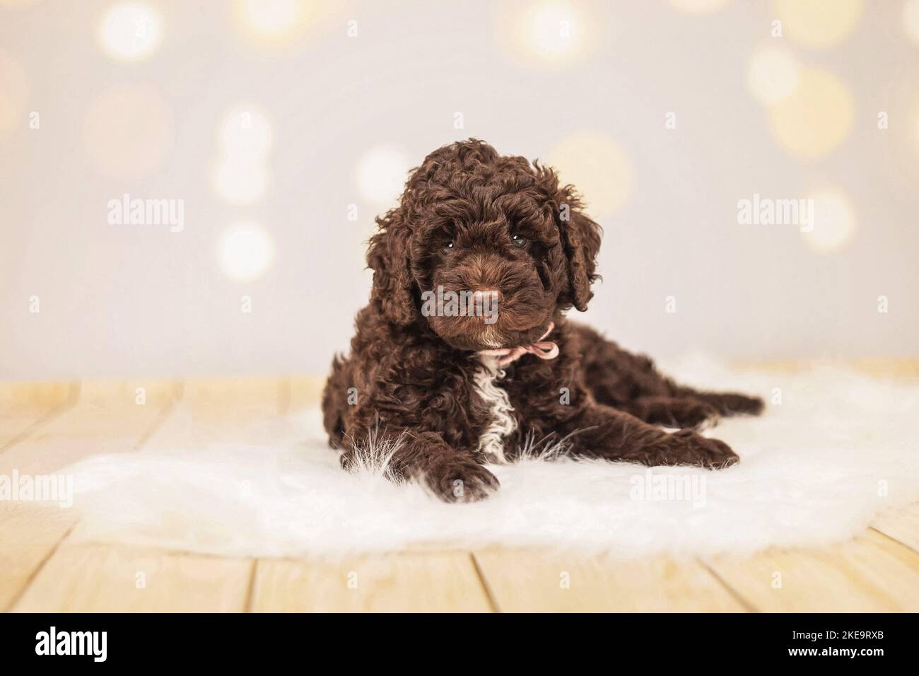 Dog lagotto romagnolo truffle beige Banque de photographies et d’images ...