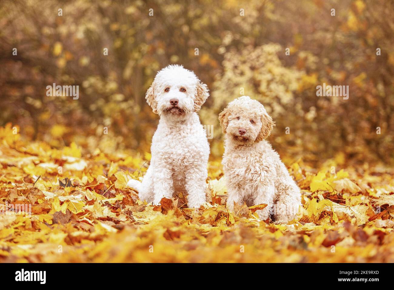 Dog lagotto romagnolo truffle beige Banque de photographies et d’images ...