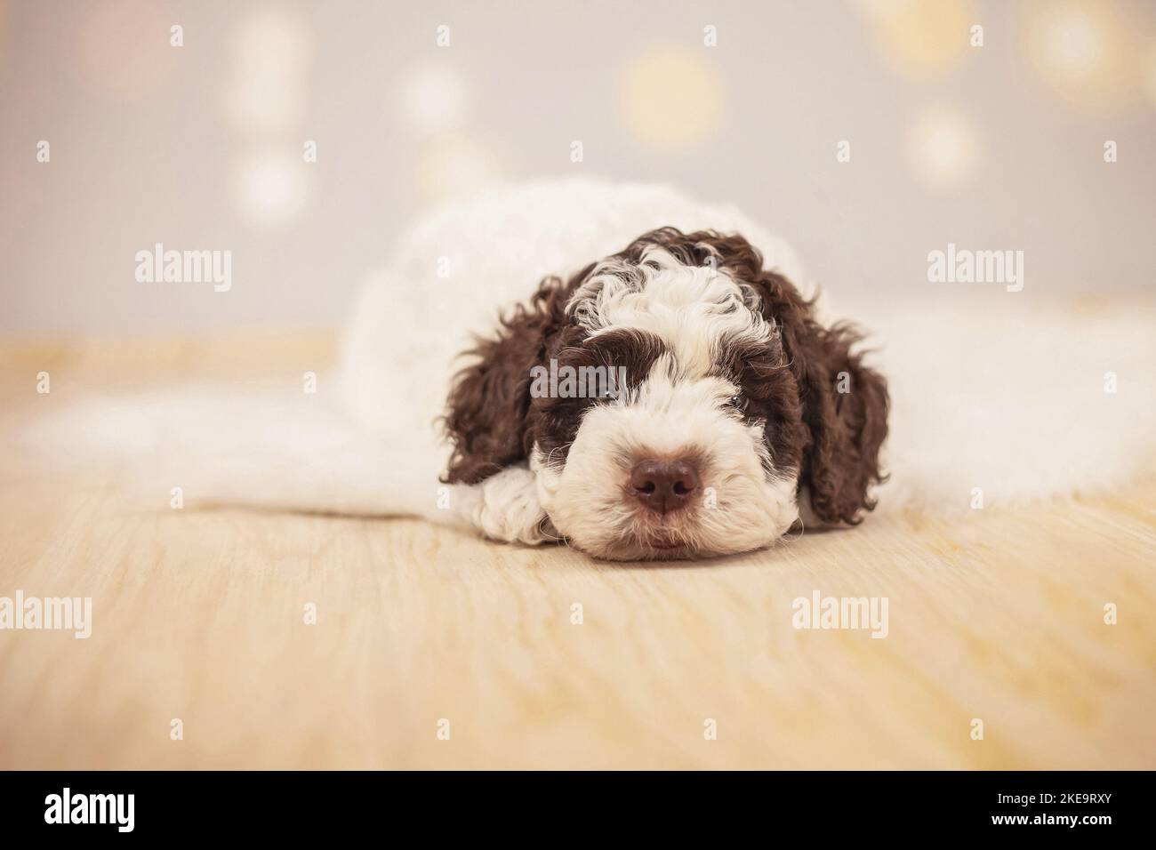 Dog lagotto romagnolo truffle beige Banque de photographies et d’images ...