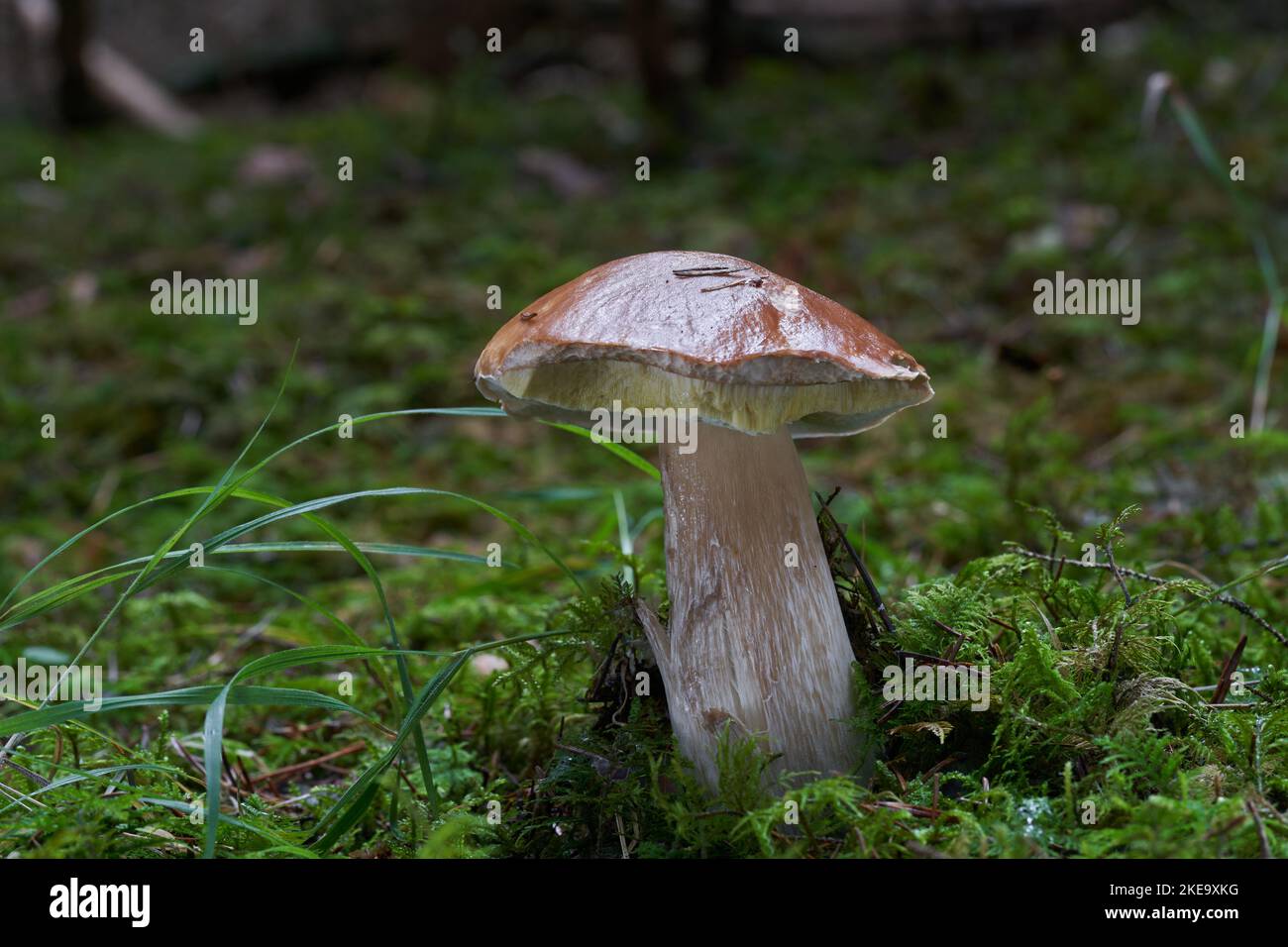 Champignon comestible Boletus edulis dans la forêt d'épinette. Connu sous le nom de cep, penny ...