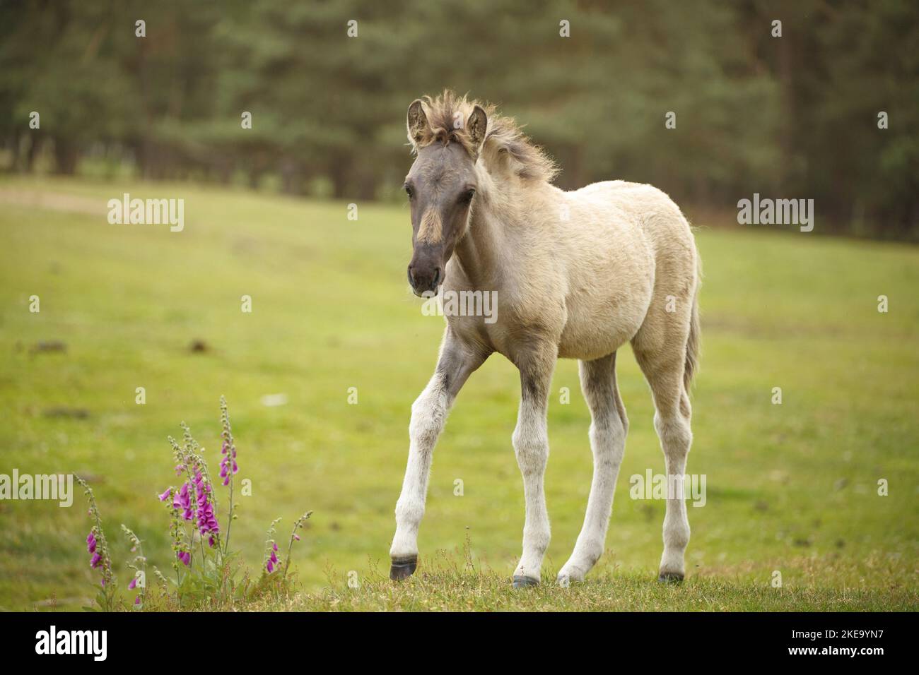 Dulmen ponies Banque de photographies et d’images à haute résolution ...