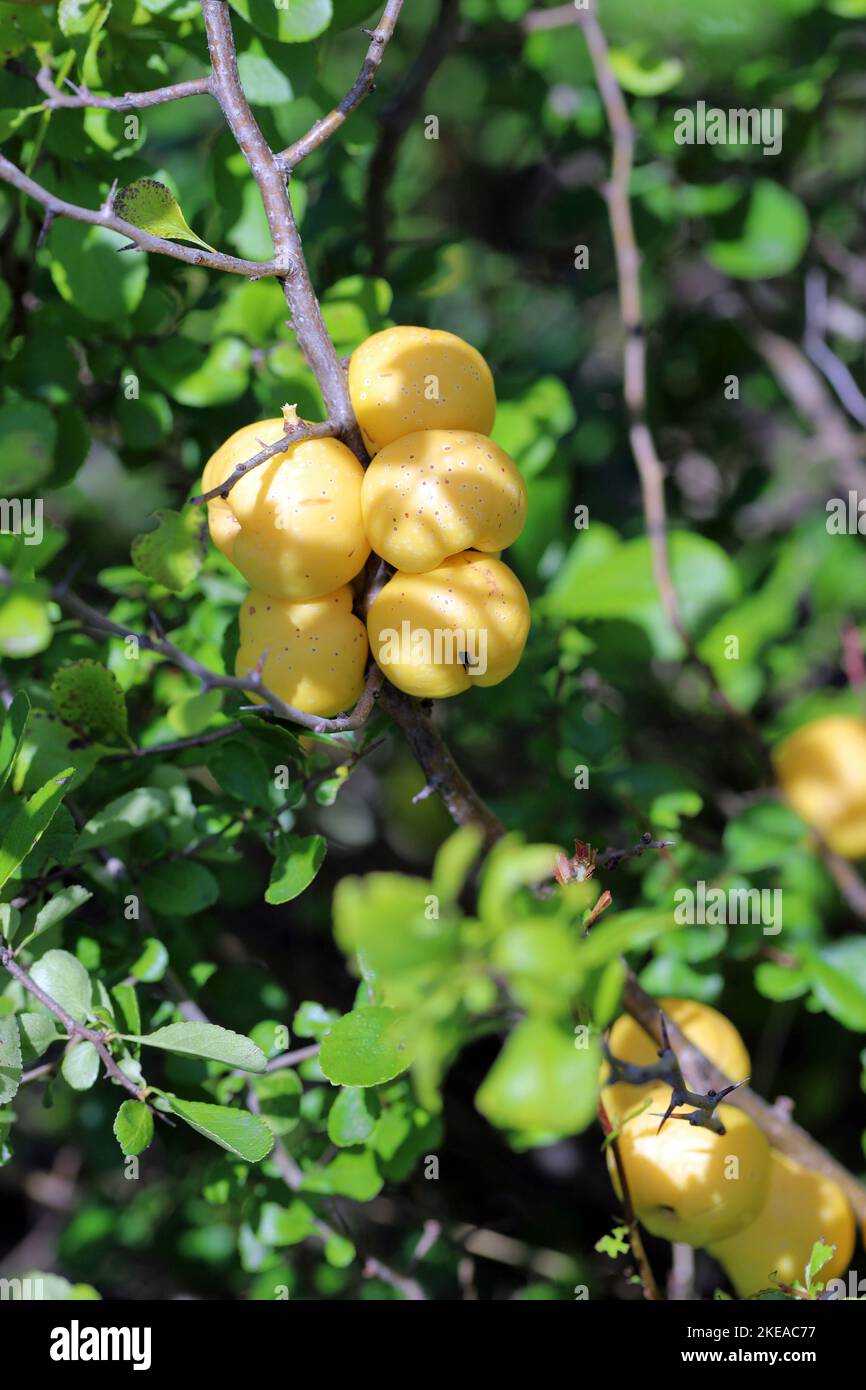 Chaenomeles japonica, appelé le coing japonais ou le coing de Maule ...
