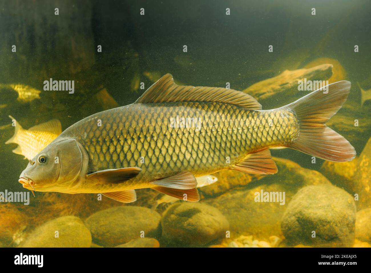 Carpe, carpe commune, carpe européenne (Cyprinus carpio), carpe sauvage ...
