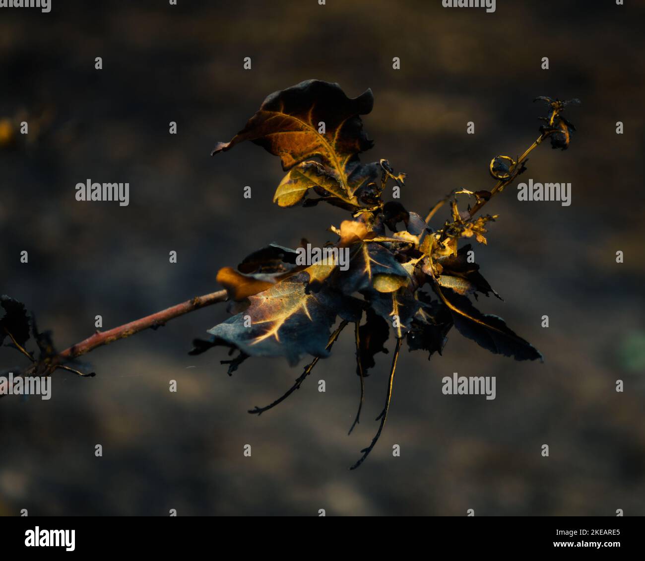 Plantes et buissons après un incendie dans les chaînes Middlewick à ...