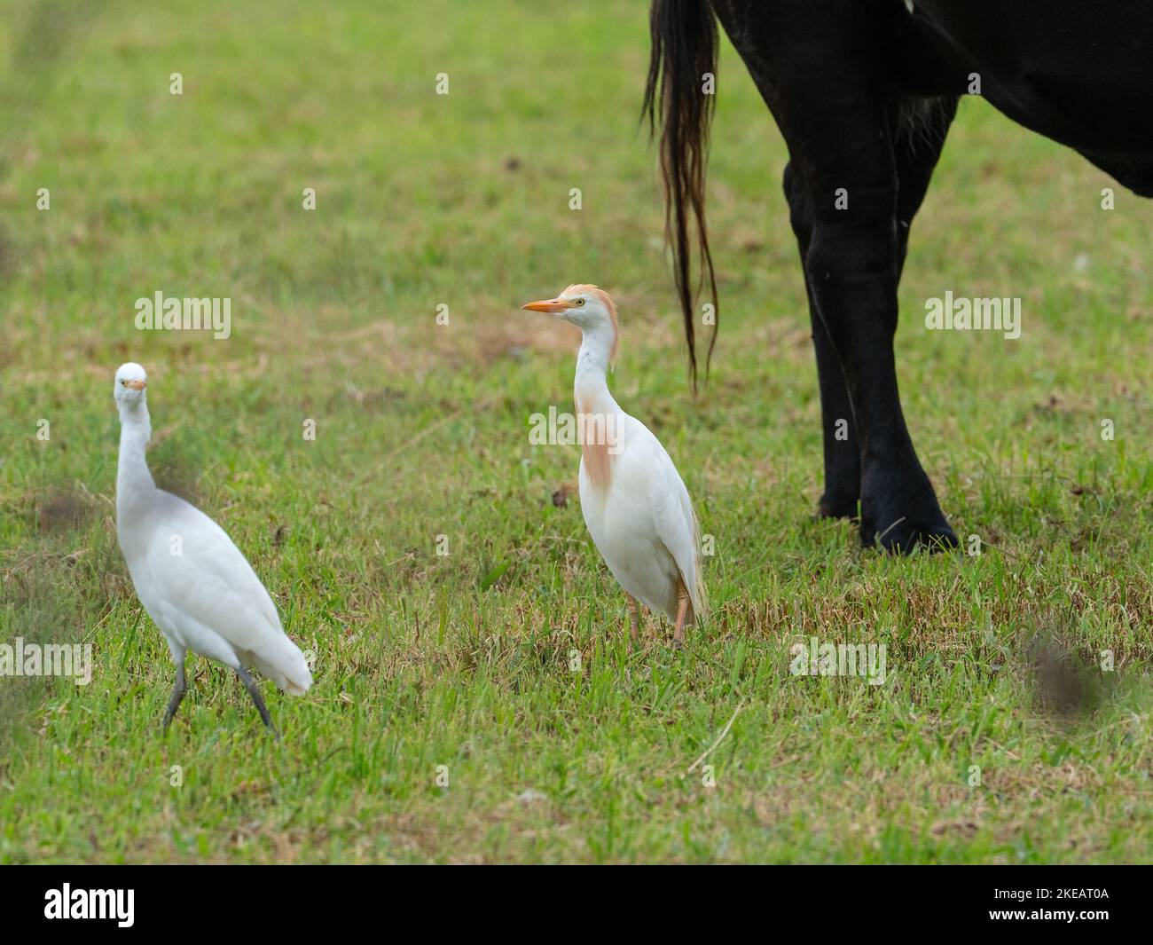 L'aigrette Bubulcus ibis se nourrissant à côté du bétail en pâturage ...