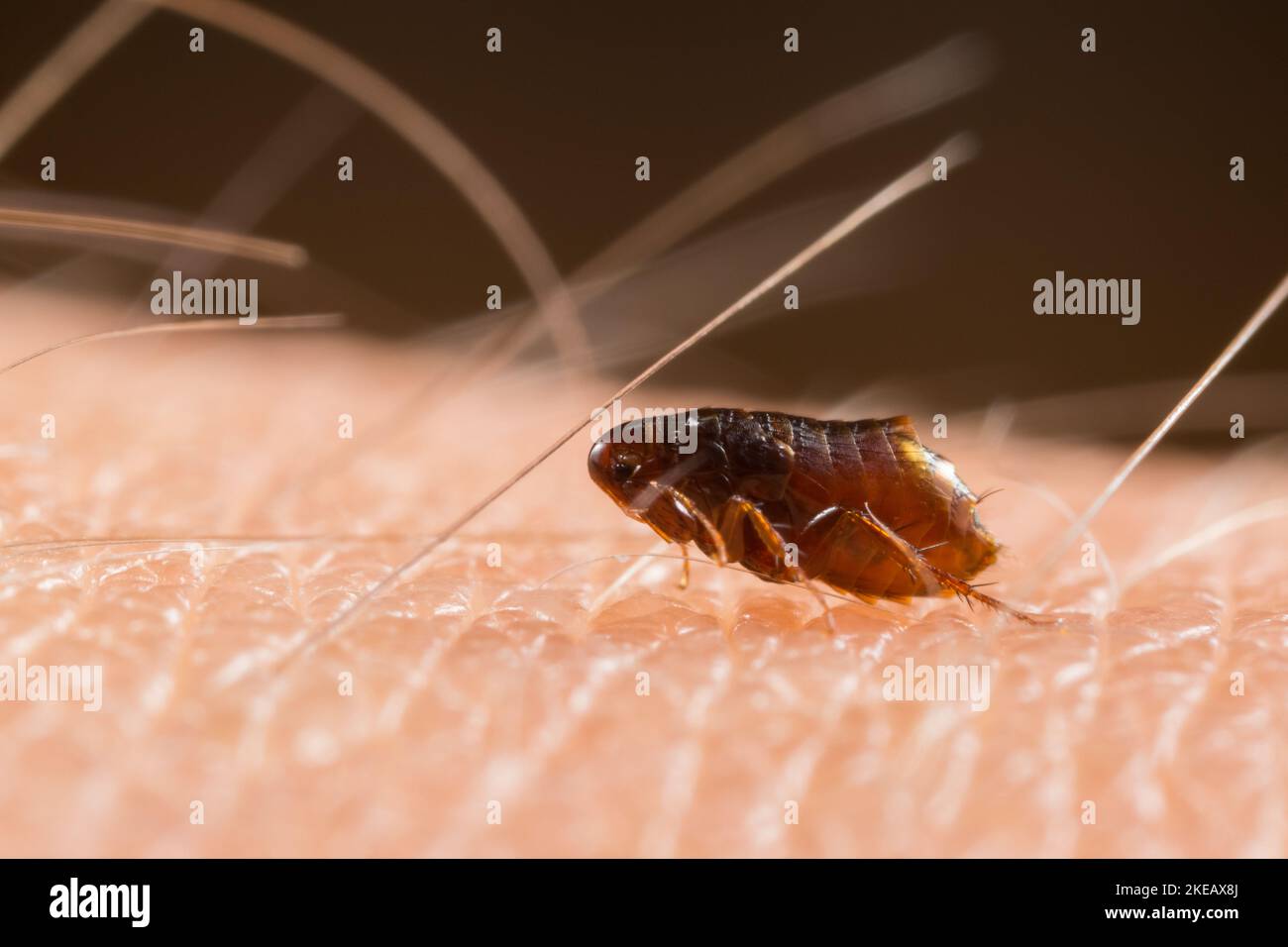 Puce humaine Banque de photographies et d’images à haute résolution - Alamy