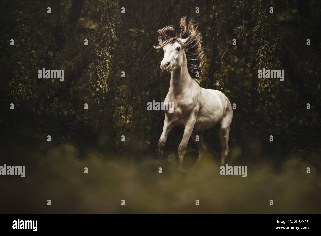 Chevaux au galop indien Banque de photographies et d’images à haute ...