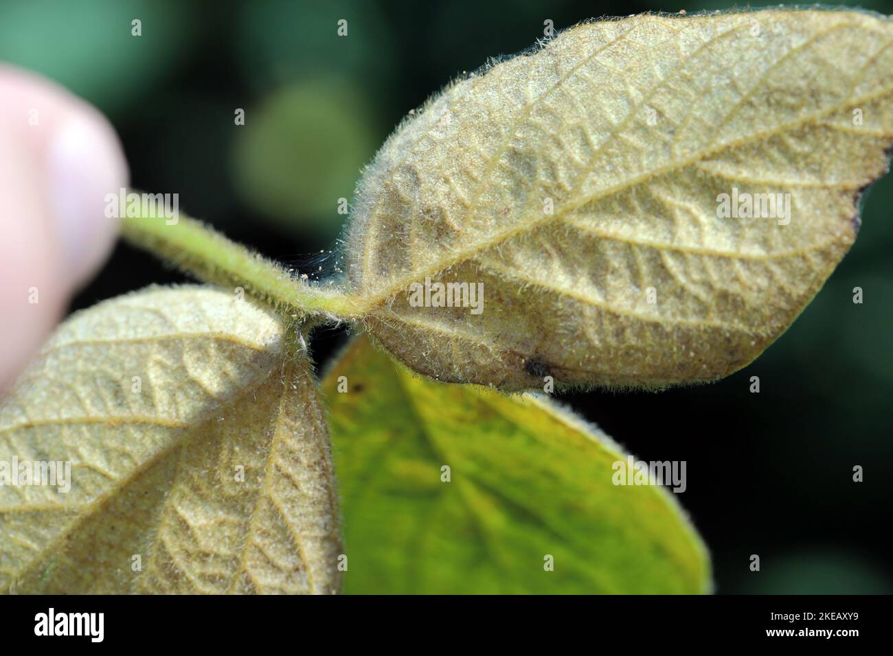 Red spider mite infestation tetranychus Banque de photographies et d ...