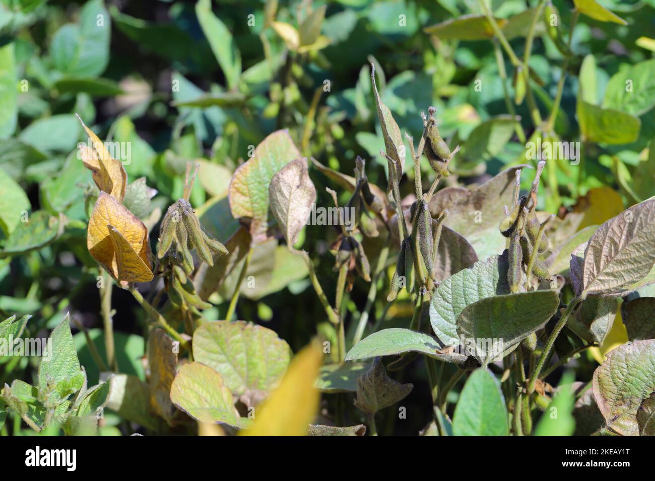 Red spider mite infestation tetranychus Banque de photographies et d ...